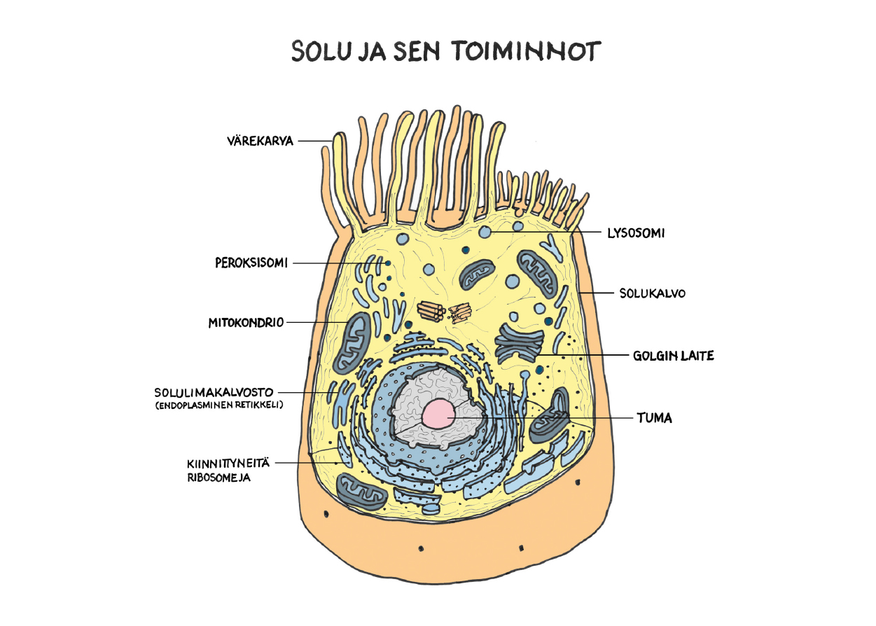 SOLU JA SEN TOIMINNOT Terveyssivut